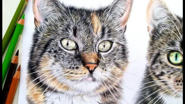 HOW TO DRAW Cats - Video Tutorials on PaintingTube