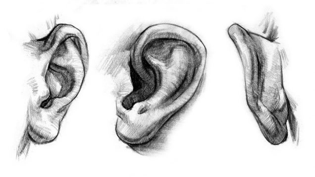 Drawing ears in different angles - PaintingTube
