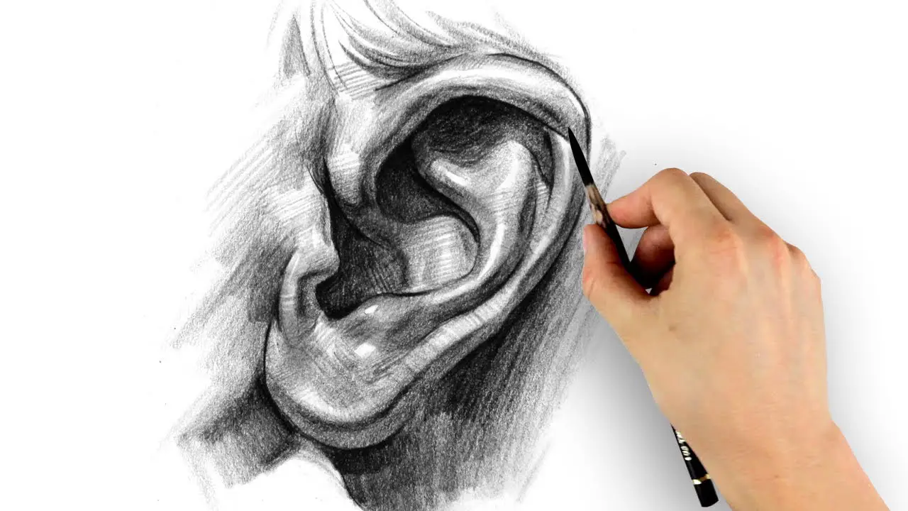 How to Paint Ears in Gouache and Oils - PaintingTube