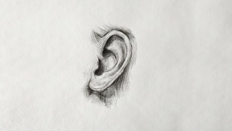How To Paint Ears - Oil Painting Tutorial - PaintingTube