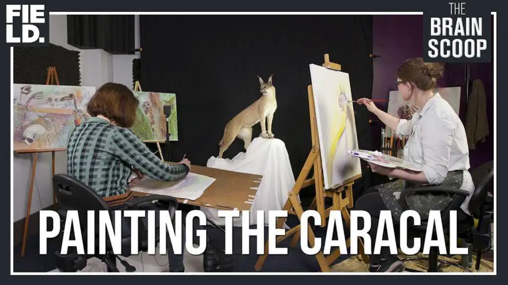 Animal & Wildlife Art - Video Tutorials - PaintingTube